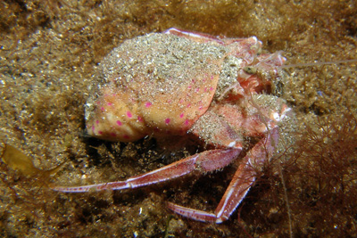 Fotogalerie Seerosen – unterwasser-welt-nordsee