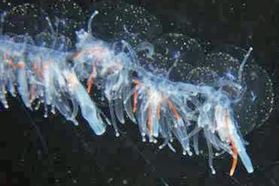 Perlenketten-Qualle – unterwasser-welt-nordsee