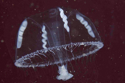 Eutonina-Meduse – unterwasser-welt-nordsee