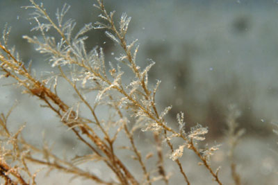 Halecium plumosum – unterwasser-welt-nordsee