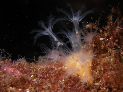 Fotogalerie Seefedern – unterwasser-welt-nordsee