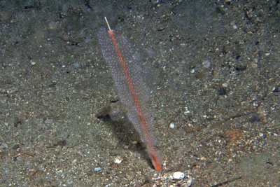 Fotogalerie Seefedern – unterwasser-welt-nordsee
