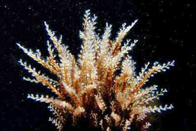 Obeliapolyp – unterwasser-welt-nordsee