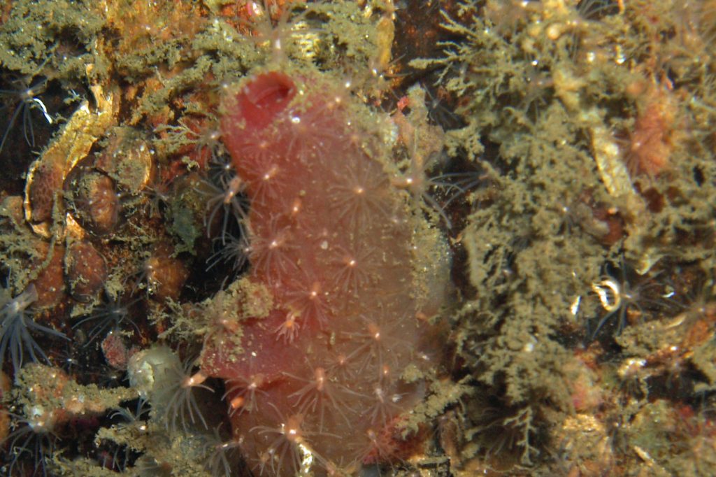 Stumpen-Ascidie – unterwasser-welt-nordsee