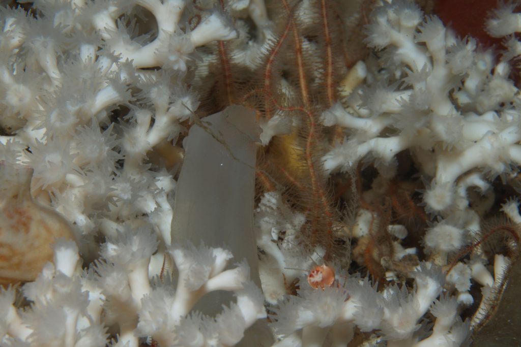 Glatte Seescheide – unterwasser-welt-nordsee