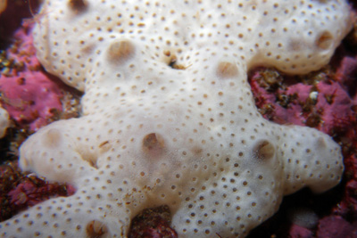 Didemnum albidum – unterwasser-welt-nordsee